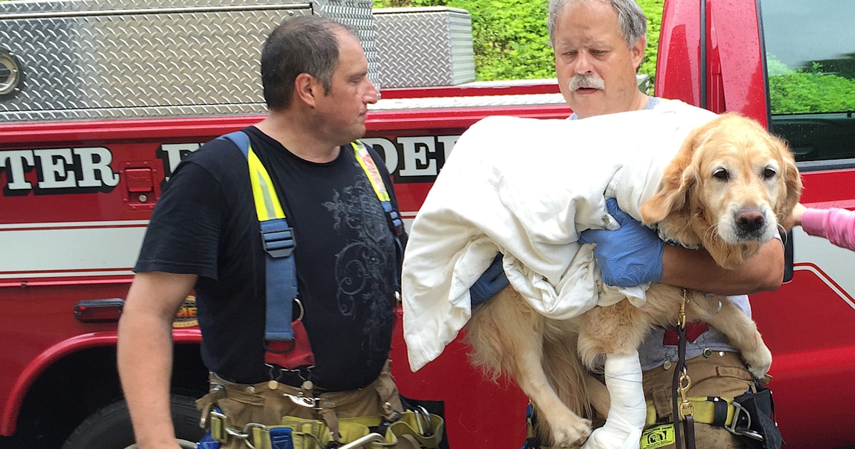 Guide dog Figo injured protecting blind owner from bus
