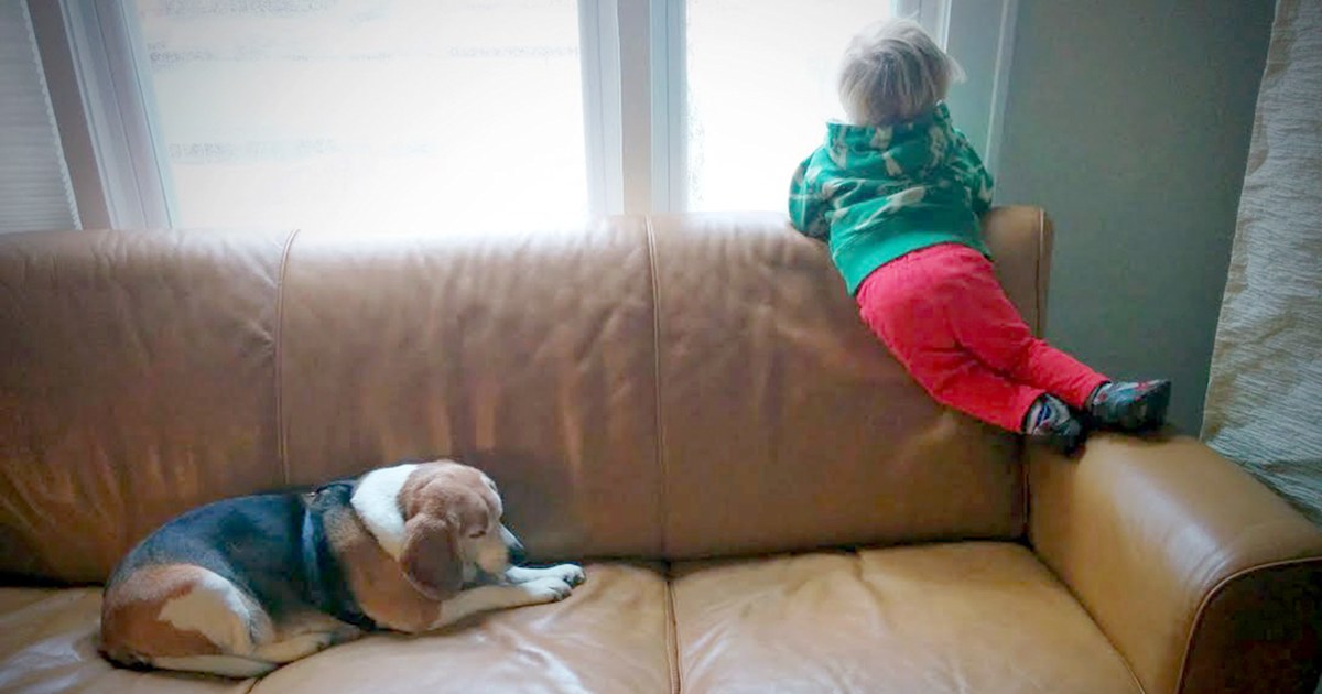 Boy who wrote to beagle in 'doggie heaven' gets incredible reply