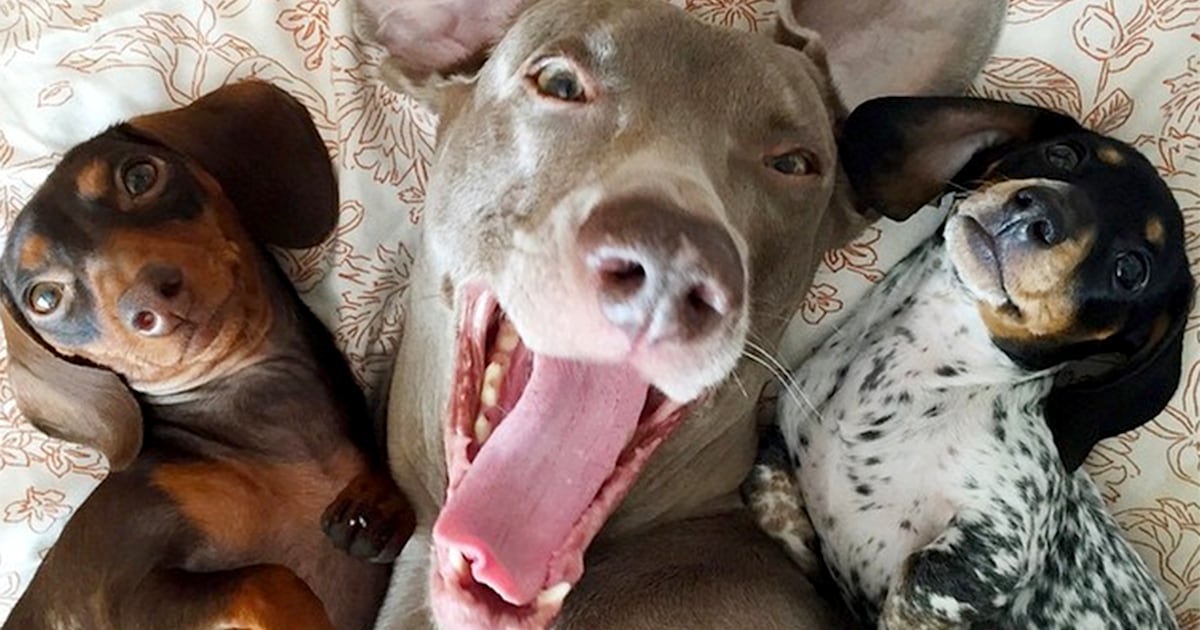 Harlow and friends: Owner's dog photos help shelter animals