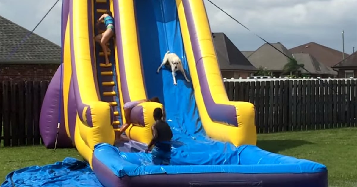 Doggy dash! Watch this pooch take a ride down a water slide