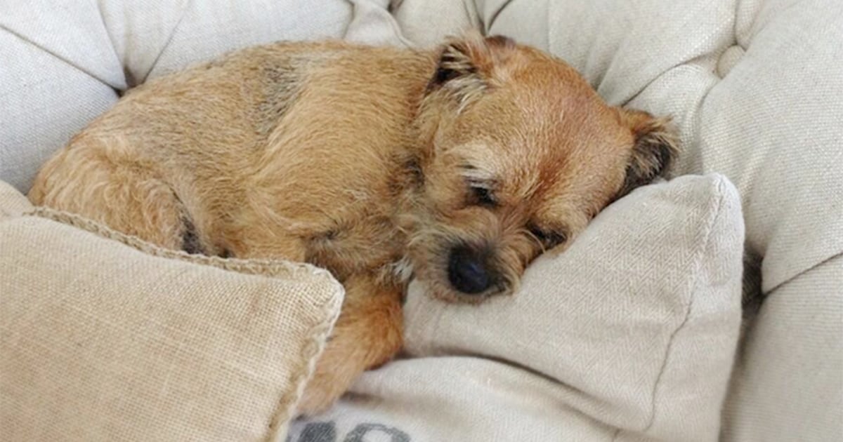 Match, set, tweet! Andy Murray's dog is owning Twitter