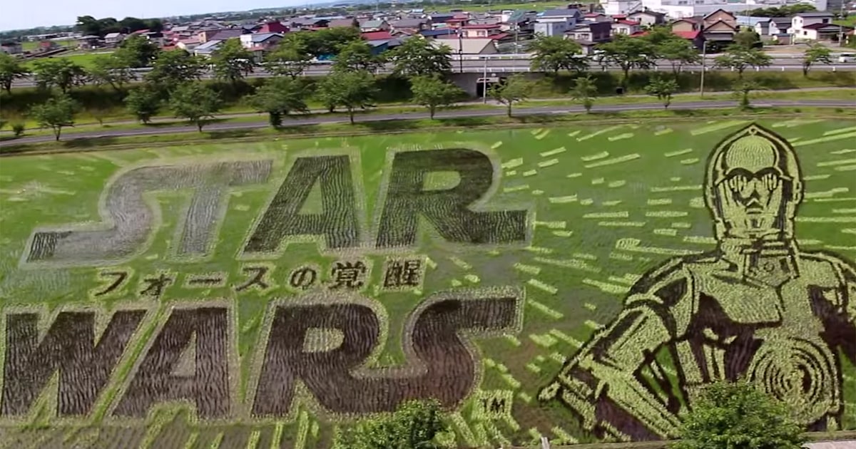 May the rice be with you: This 'Star Wars' paddy is a must-see