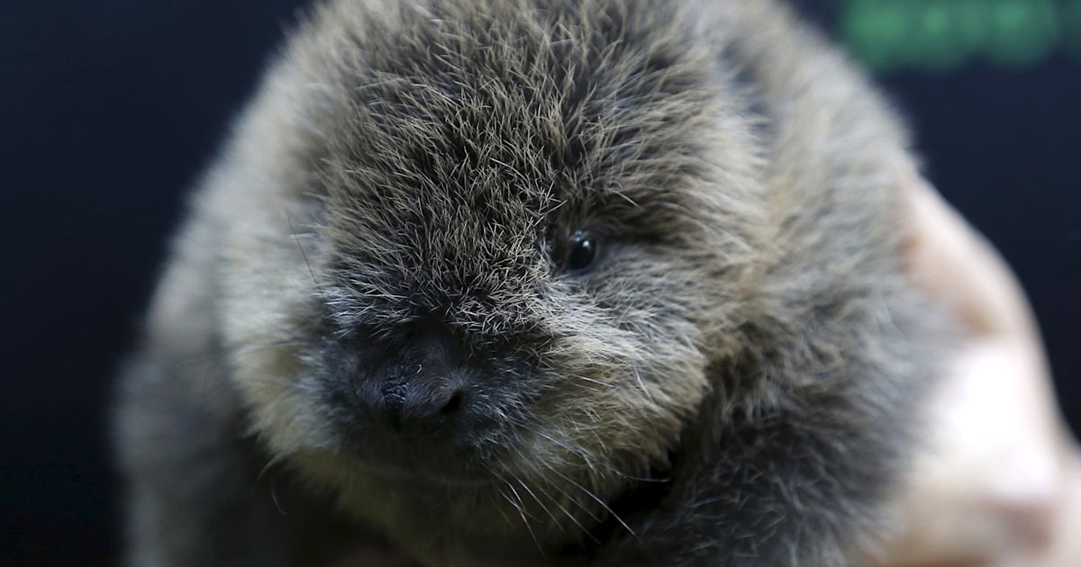 This Puffy Guy And More In This Week s Best Animal Photos 
