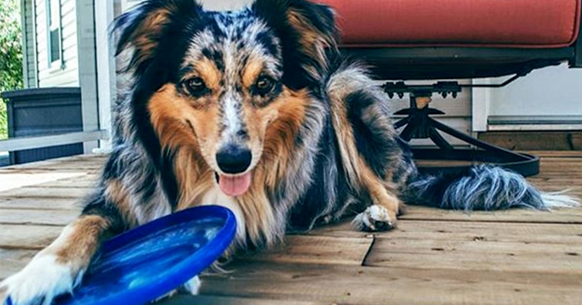 'Instagram for dogs': The new social media site worth barking about