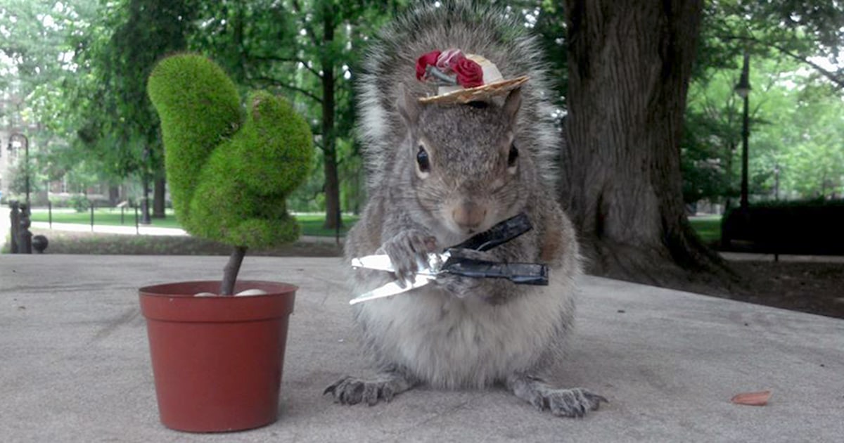Meet the world's most stylish squirrel who lives at Penn State