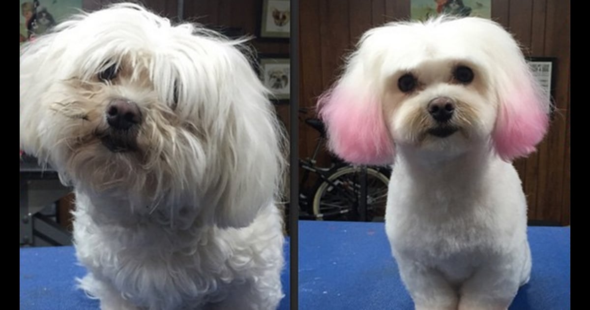 This LA dog groomer gives her customers hair with flair