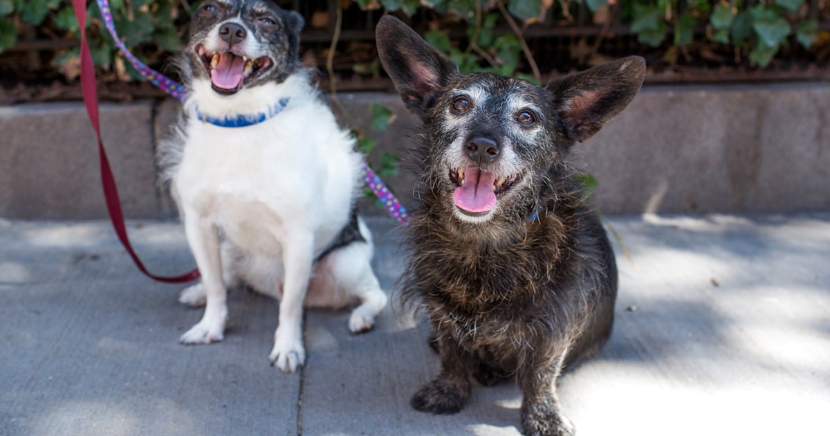 Age is just a number: 7 tips for keeping senior dogs healthy and happy