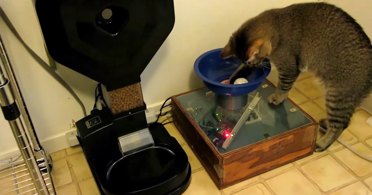 Man builds cool feeding machine that allows cat to hunt for food