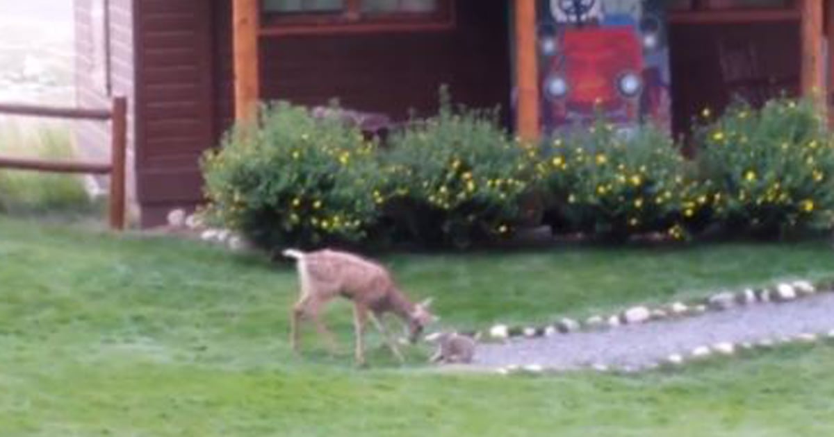 Baby deer frolics with bunny in Colorado