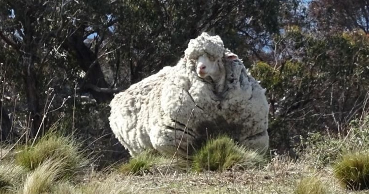 Shear madness! Sheep who went 5 years without a cut gets shorn