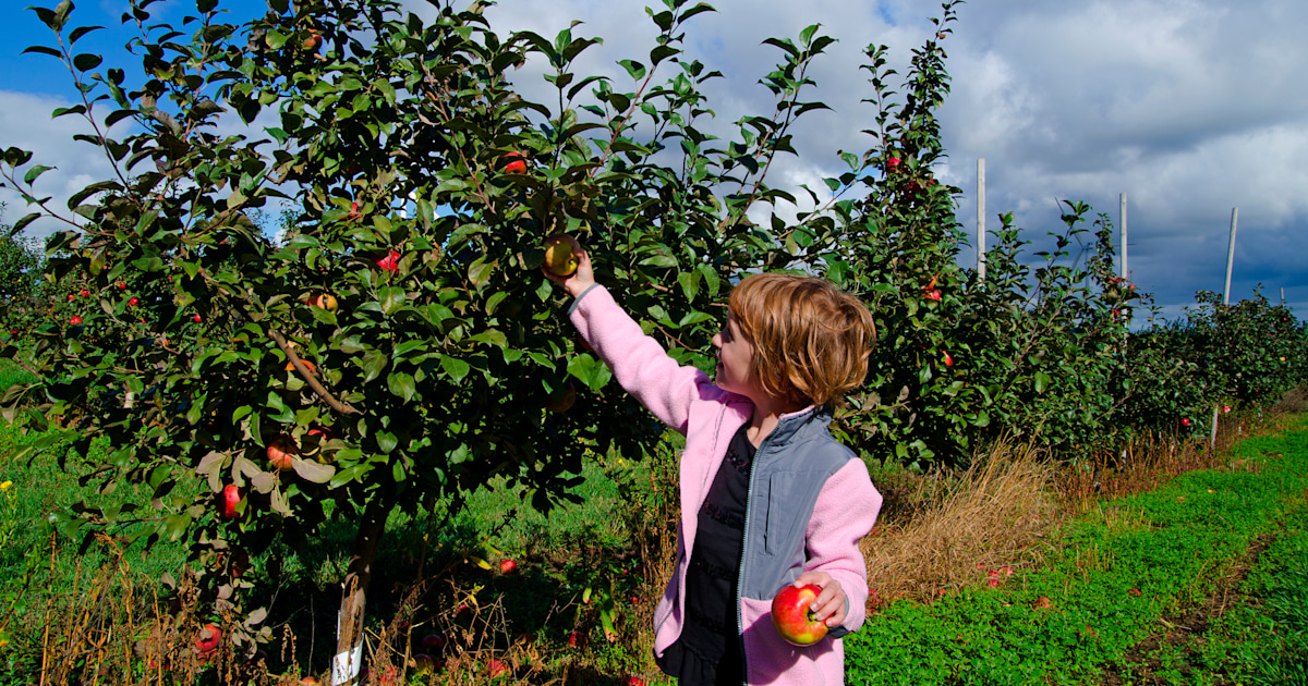Apple picking season is here! Here's how to rock it