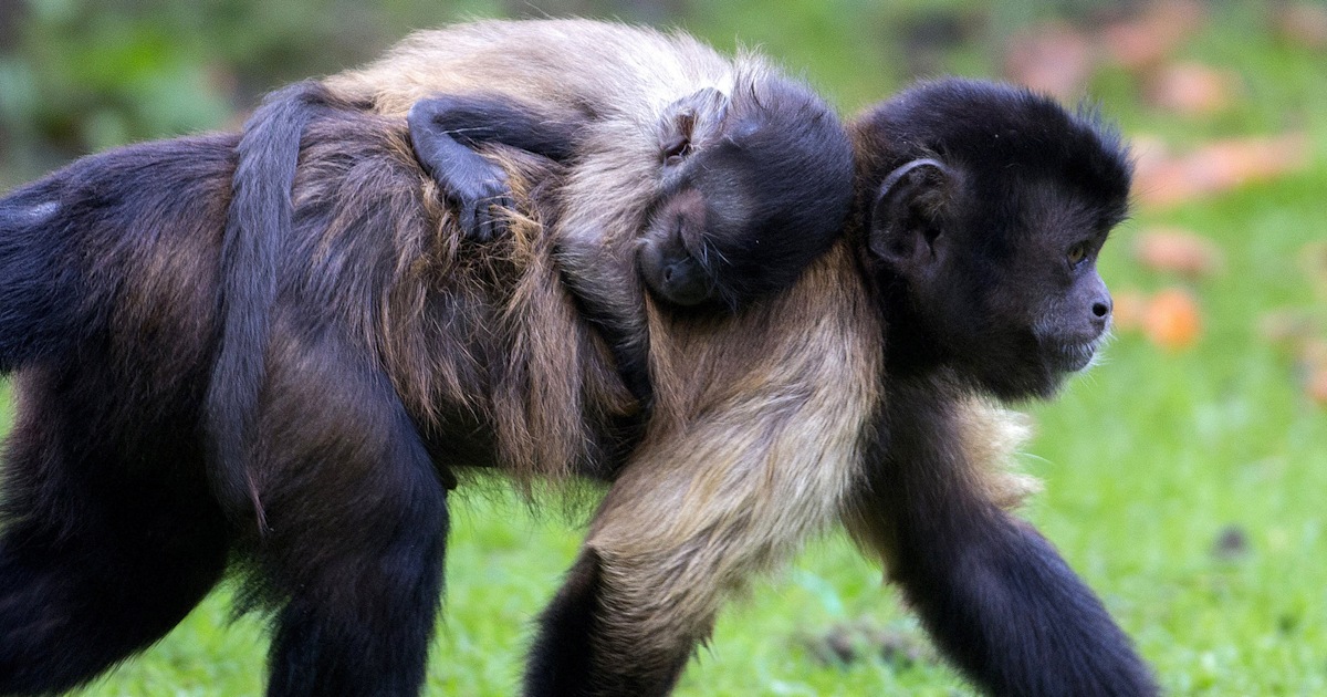 The snuggle is real in this week's best animal photos