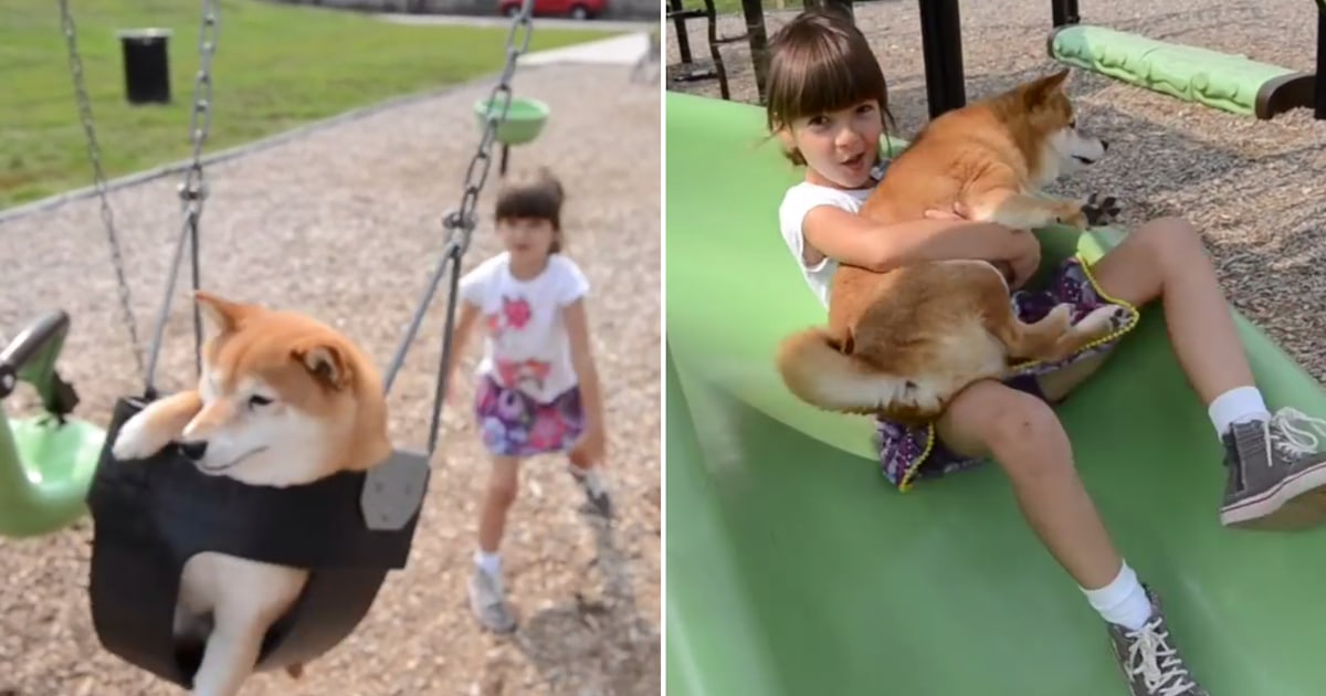 Watch 7-year-old and her shiba inu have fun at the playground