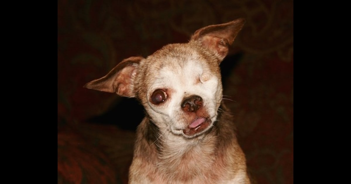 2015 American Hero Dog: Harley wins Humane Association award