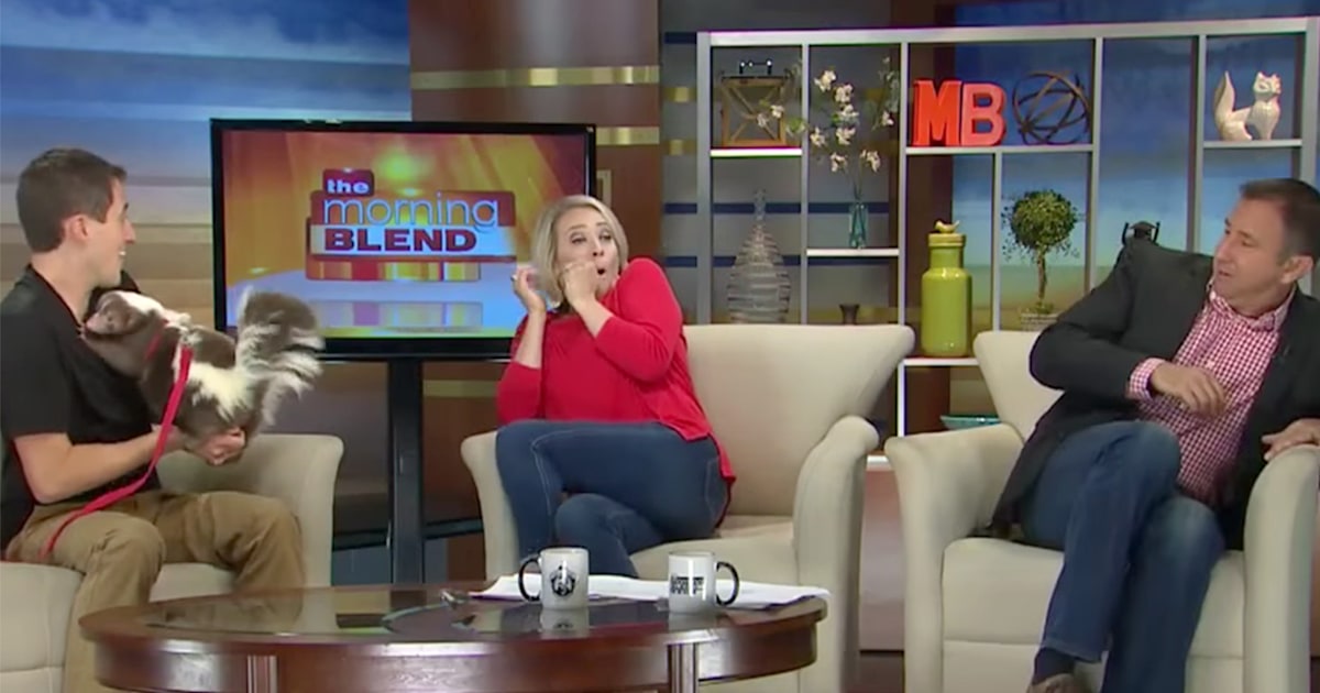 Watch TV anchors shriek after skunk spray prank