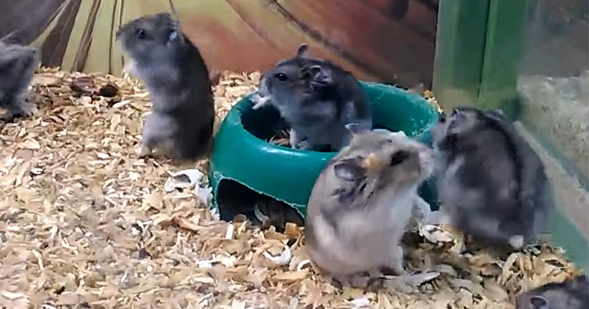 Hamster tumbles backward in cage, Internet flips out