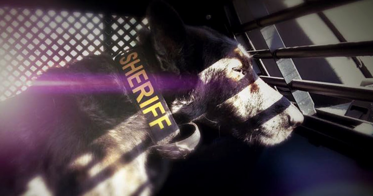 Sheriff's deputies honor dying K-9 deputy with 'Last Call' tribute