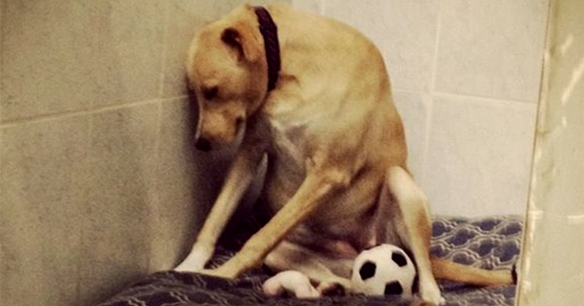 'Saddest dog in the world’ receives more than 3,000 adoption applications