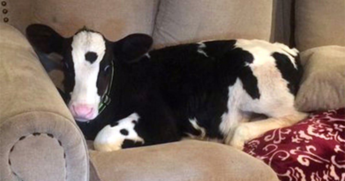 Ruff! Er, Moo? See the cow that lives like a canine