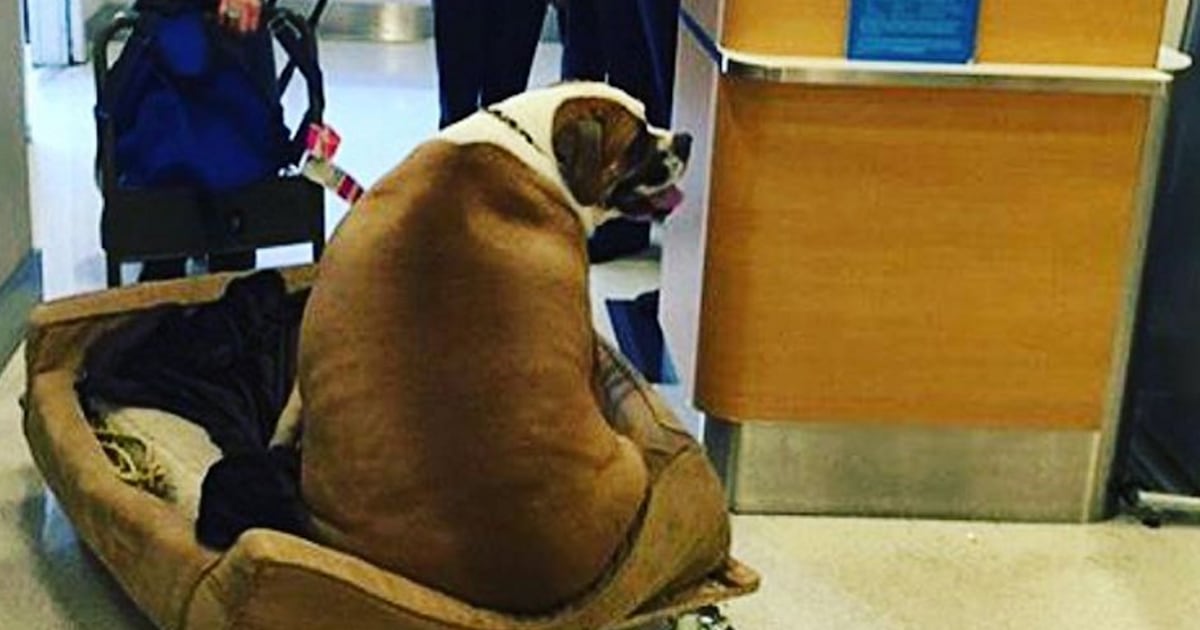 Giant dog flying first class stuns airline passengers