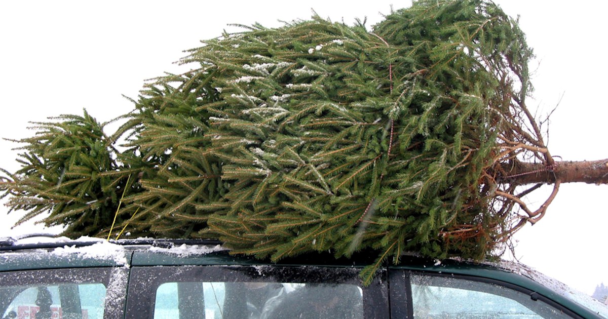 Get real: Christmas trees should not be artificial