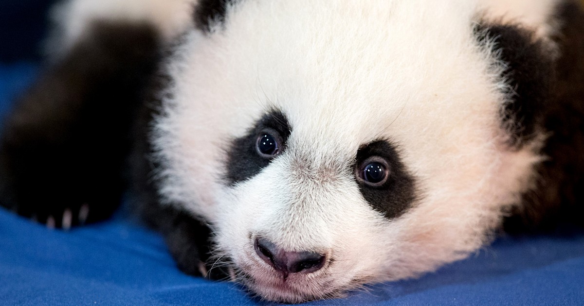 National Zoo prepares for debut of adorable 4-month-old giant panda