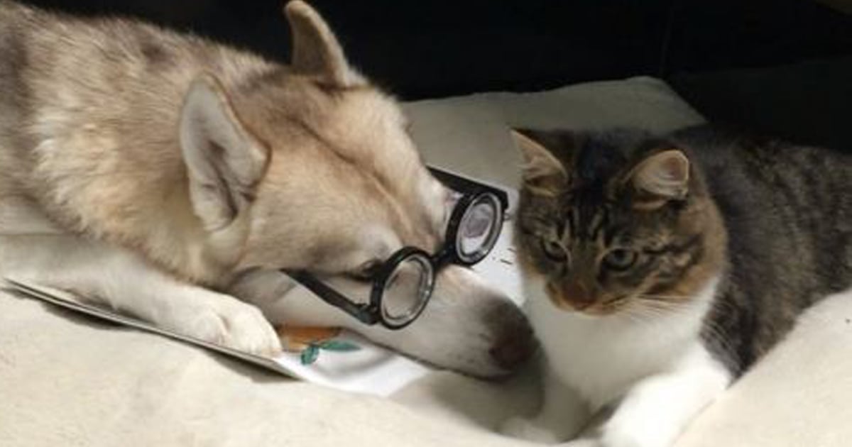 Pet pals! Here are our 16 favorite unlikely animal friendships