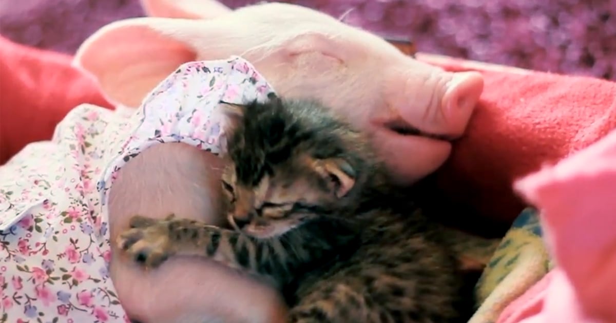 Adorably tranquil piglet and kitten cuddle in sweet display of ...