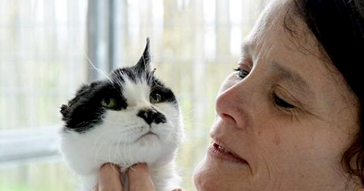 Cat with half a head gets a whole new life thanks to adoption