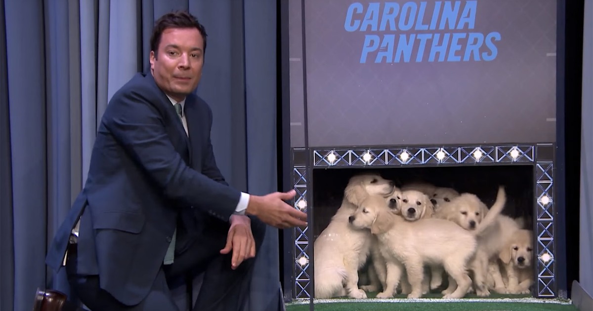 Puppy power! Jimmy Fallon's 'Tonight Show' furry friends predict Super ...