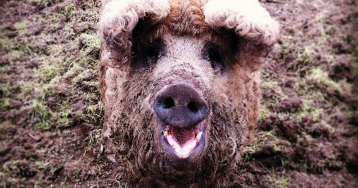 Sheep... or pig? Either way, woolly Mangalicas hog attention