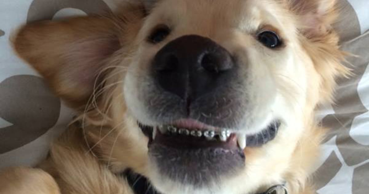 A dog in braces? It happened, and here's the important reason why