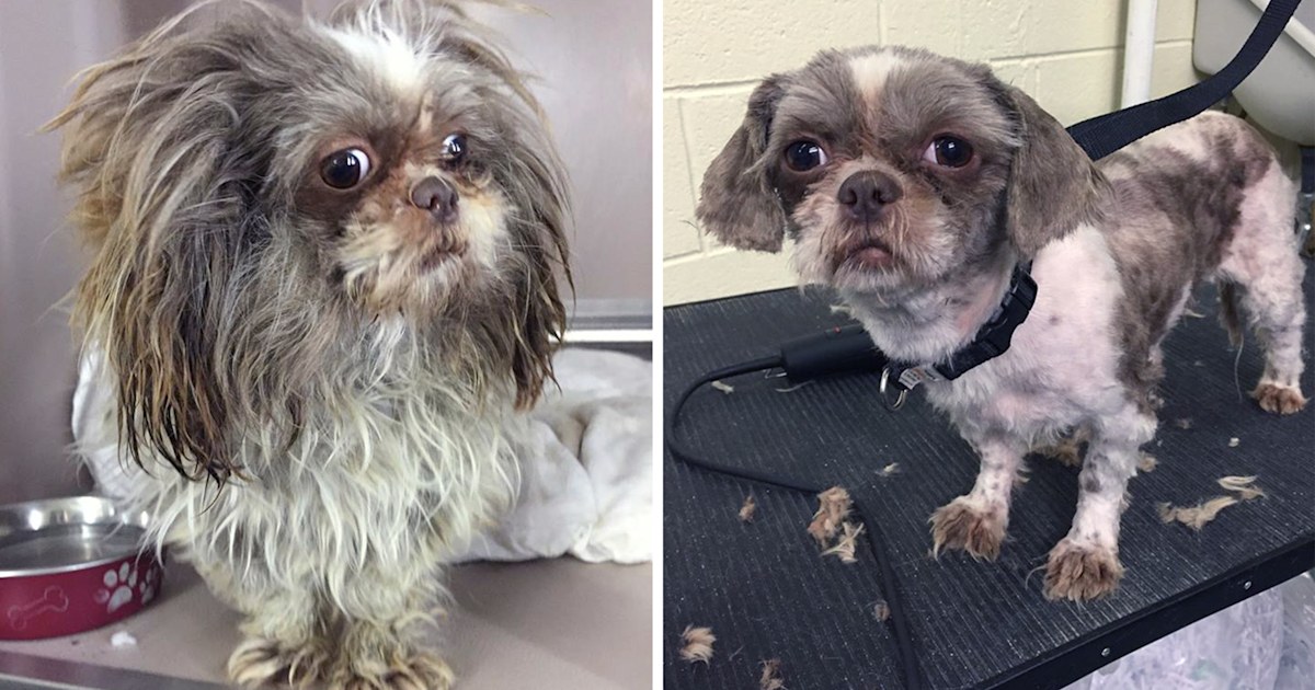 This man gives haircuts to shelter pups to make them more adoptable
