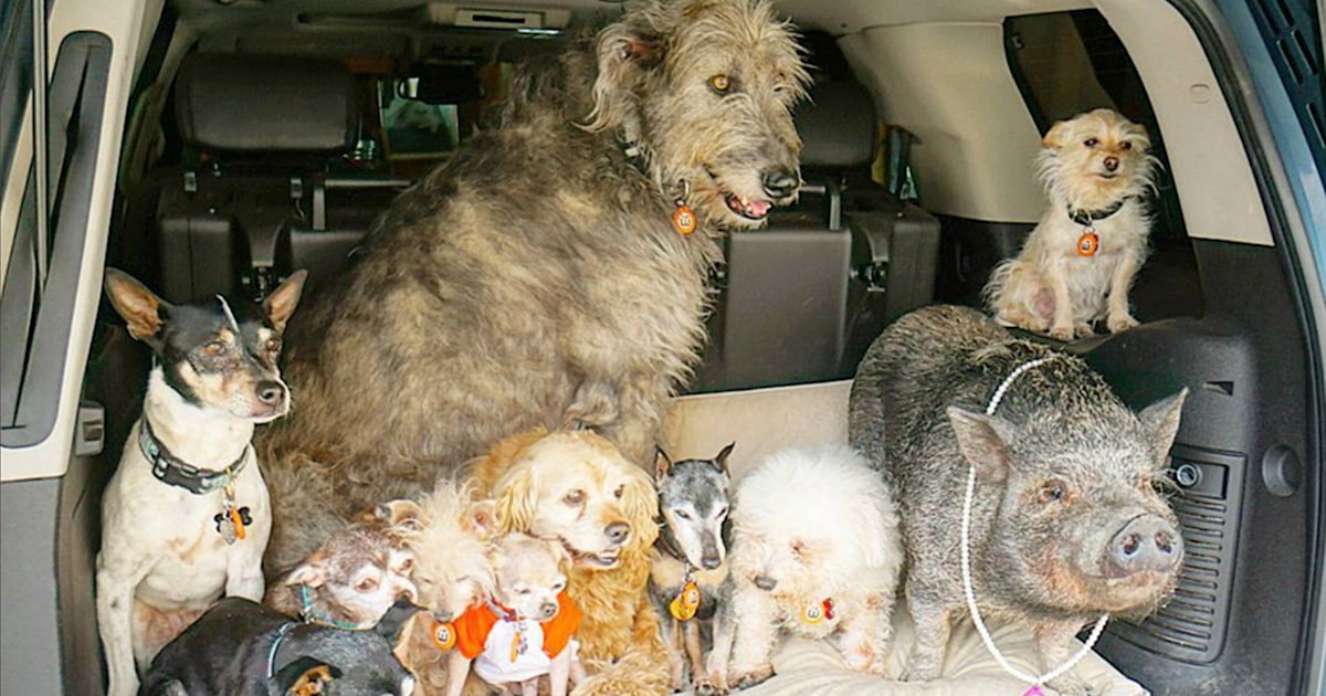 Meet the man who's dedicated his life to adopting senior dogs, farm animals