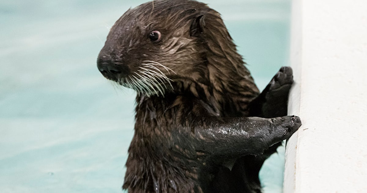 Shedd Aquarium's rescued sea otter makes extraordinary (and adorable ...