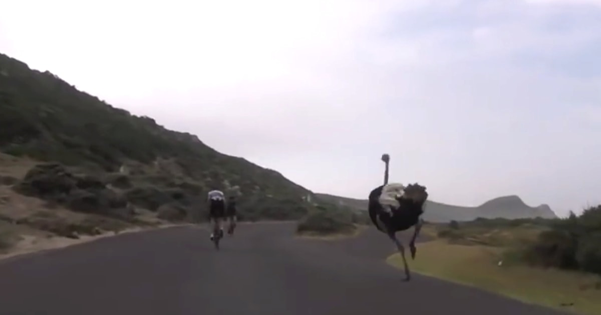 Ostrich chases cyclists in hilarious (and terrifying!) video