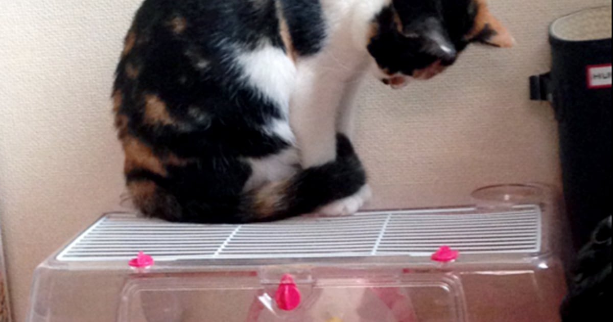 Busy hamster inspires this cat to reinvent its running wheel
