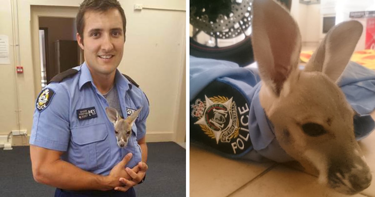 Orphaned baby kangaroo hops into police officer's shirt — a perfect ... Orphaned baby kangaroo hops into police officer's shirt — a perfect ...