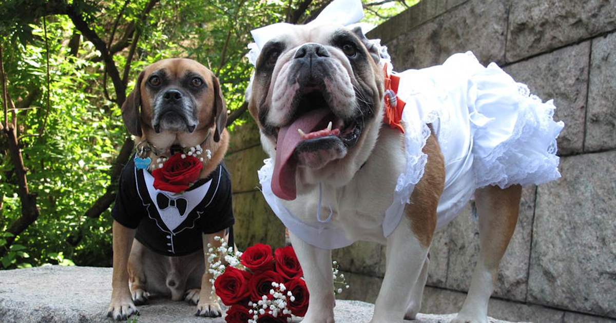 Holy muttrimony! Here are 29 photos of dog 'pawnuptials'