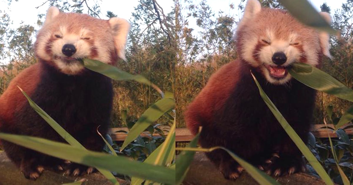 smiling red panda
