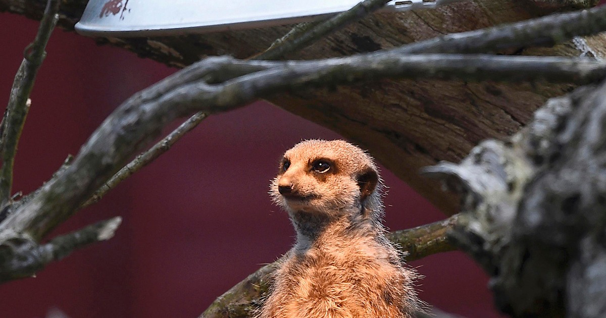 A meditating meerkat and more in this week's best animal photos