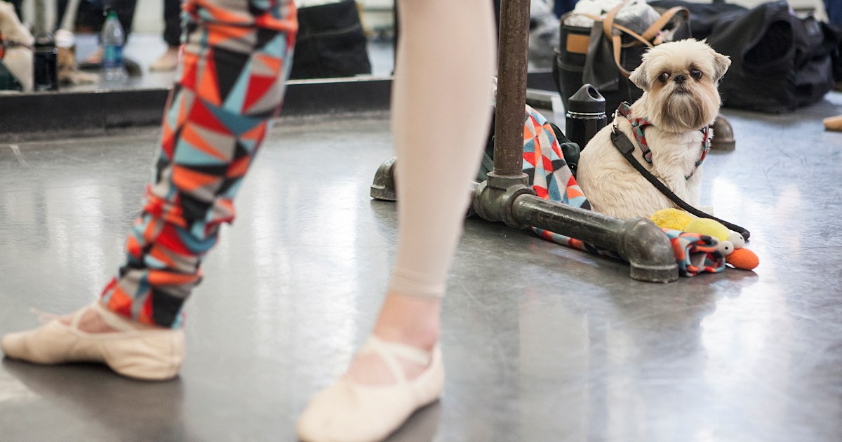 Adorable pups bring cheer, relieve stress for dancers at American ...