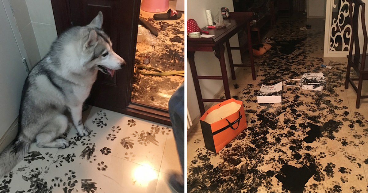 Did I do that? Here’s what happened when a pup got into calligraphy ink