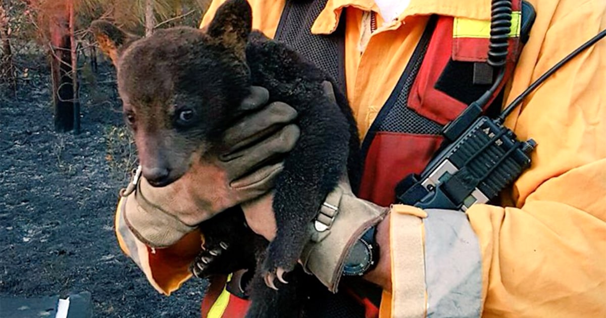 Firefighters rescue adorable bear cub 'Smokey Jr.' from Florida blaze