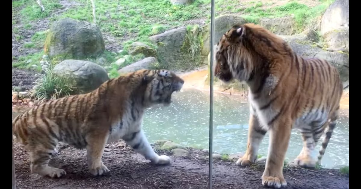 Tiger at Dublin Zoo shows how we really feel when nap-time's over