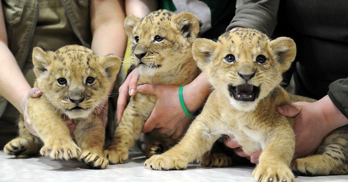 The three amigos and more in this week's best animal photos