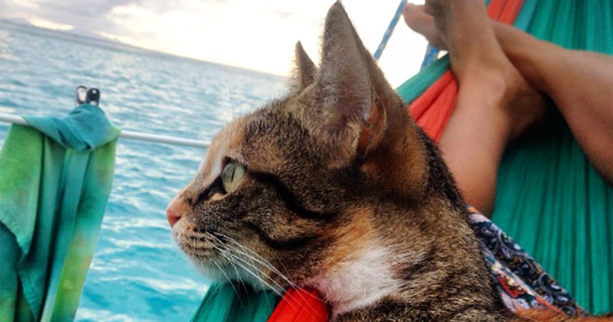 Cats ahoy! Kitten sails around the world having the time of her life