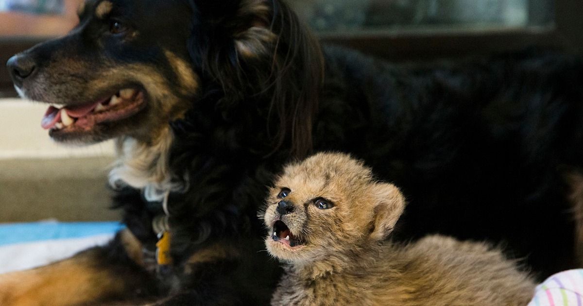 Best buds and more in this week's best animal photos!
