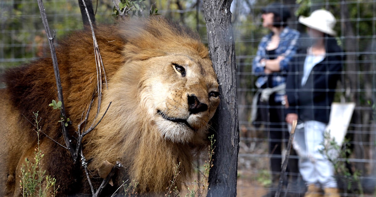 33 rescued circus lions airlifted to Africa to live comfortably in ...