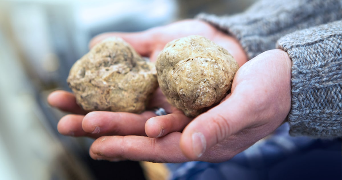 Two truffles fetch $330K — why is the delicacy so pricey?